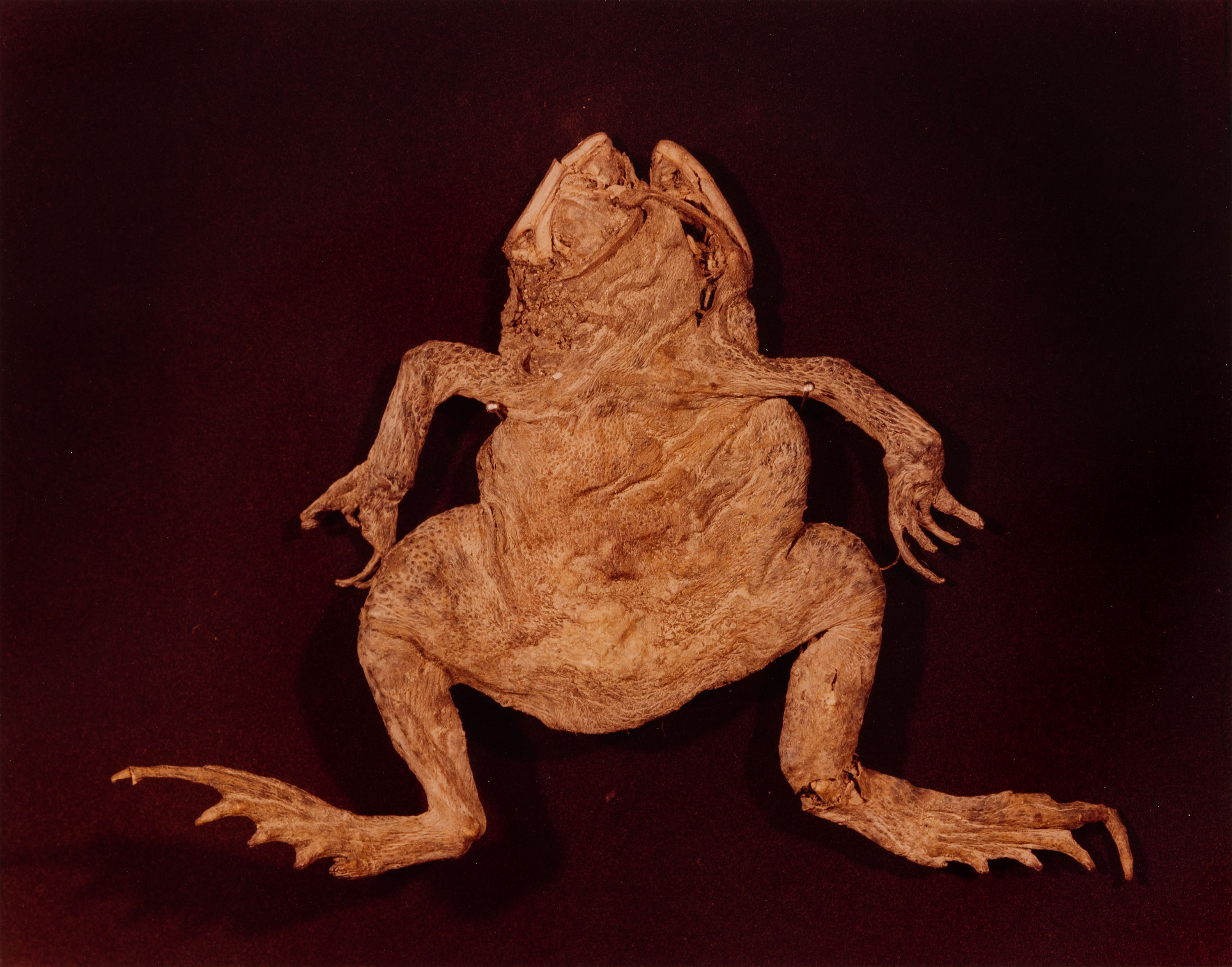 Collection | Carnegie Museum of Art